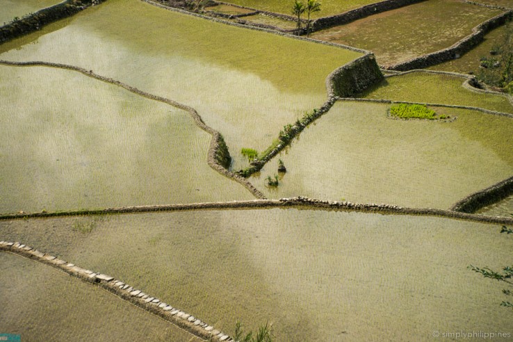 Hanging Out in the Hapao Rice Terraces | SimplyPhilippines