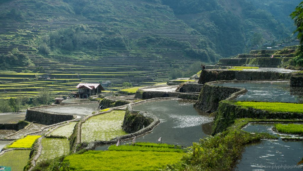 hapau-banaue-philippines-27 | Simply Philippines