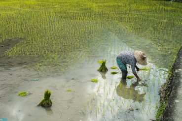 Hanging Out in the Hapao Rice Terraces | SimplyPhilippines