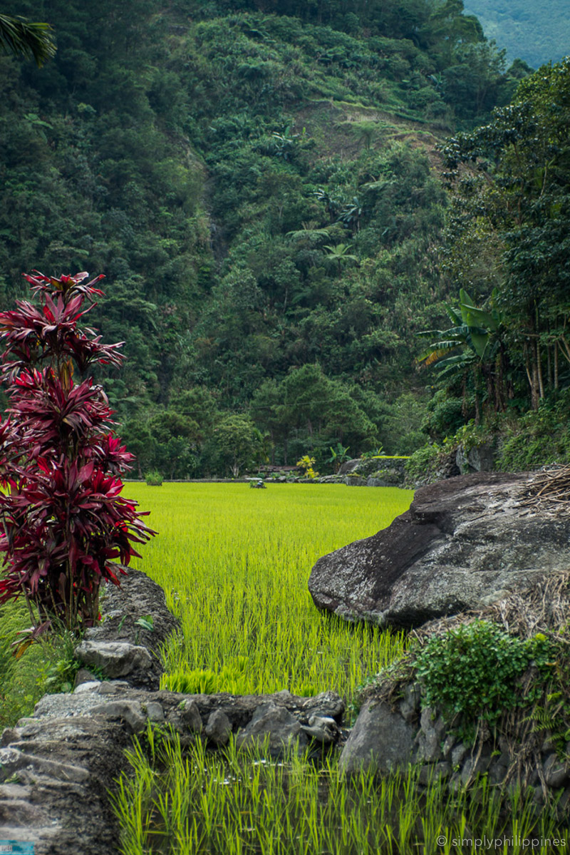 hapau-banaue-philippines-41 | Simply Philippines